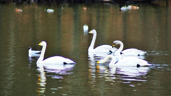 Syngende svaner på vinterbesøg | ugeavisen.dk