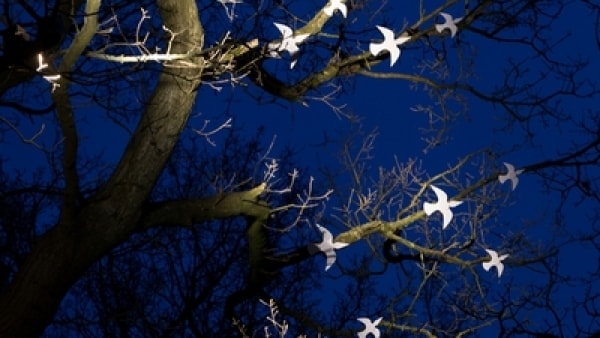 40 lysfugle slår sig ned Beringsparken | hsfo.dk