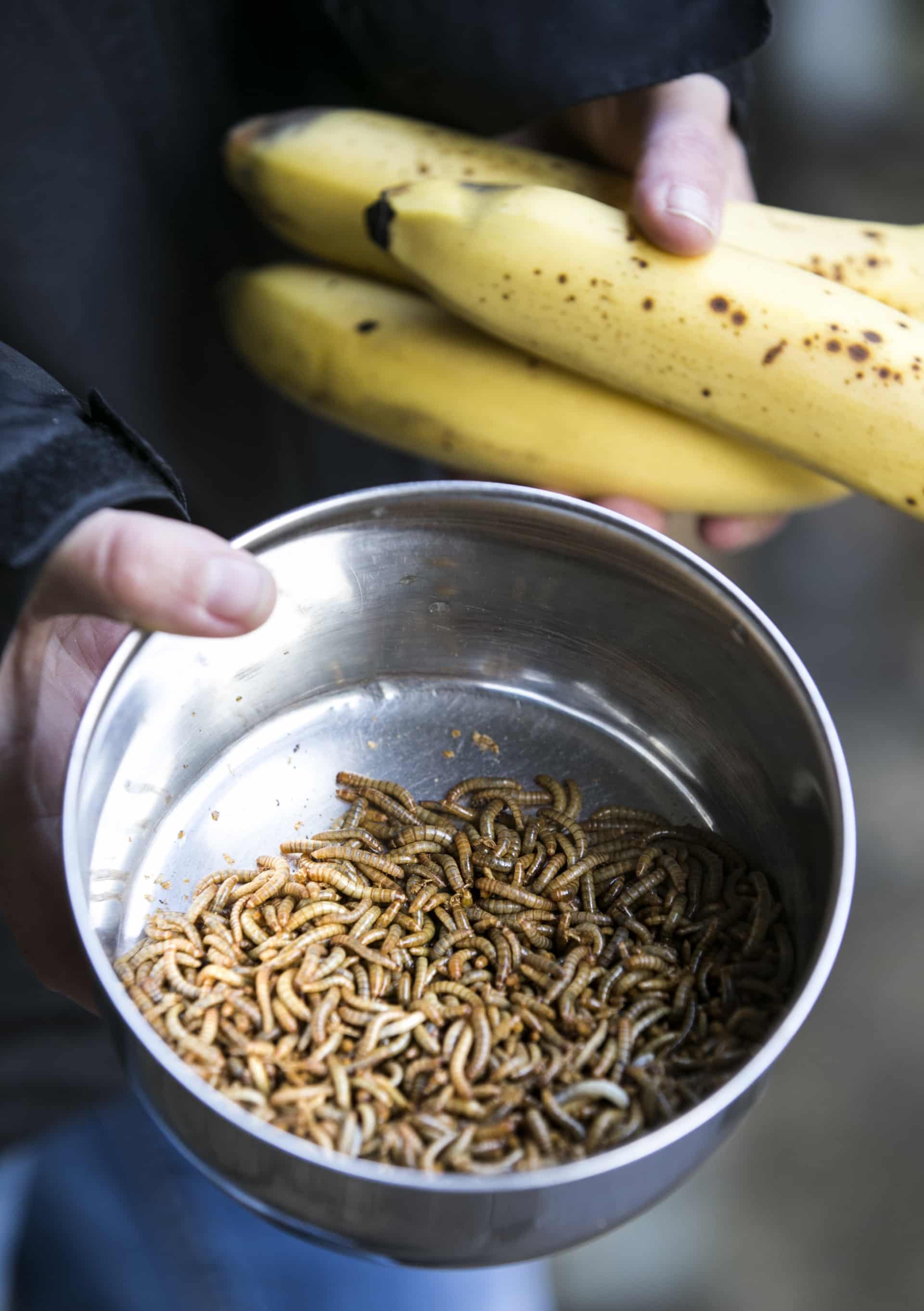 Zoo serverer melorme og viser slanger | ugeavisen.dk