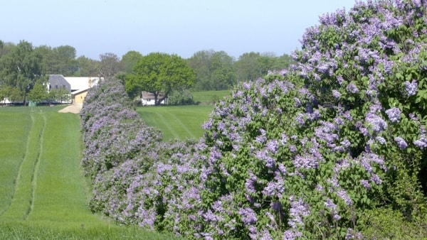 Ny forening vil sætte skub i de sydfynske syrener | ugeavisen.dk