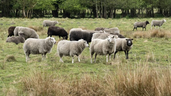 FAKTA: Bluetongue smitter via blodsugende insekter | dbrs.dk