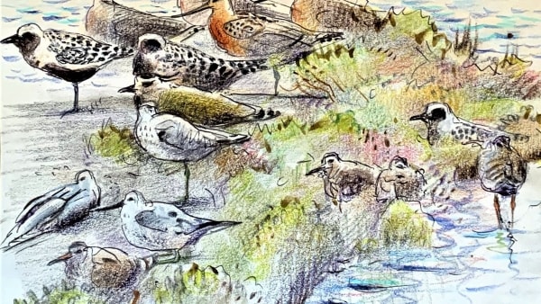 Fuglenes mestertegner | helsingordagblad.dk