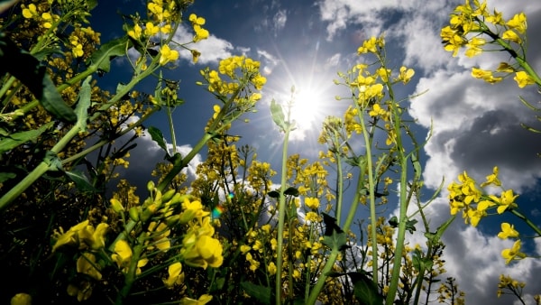 Ka' det være rigtigt? Sommerlige temperaturer og masser af sol på vej i ...