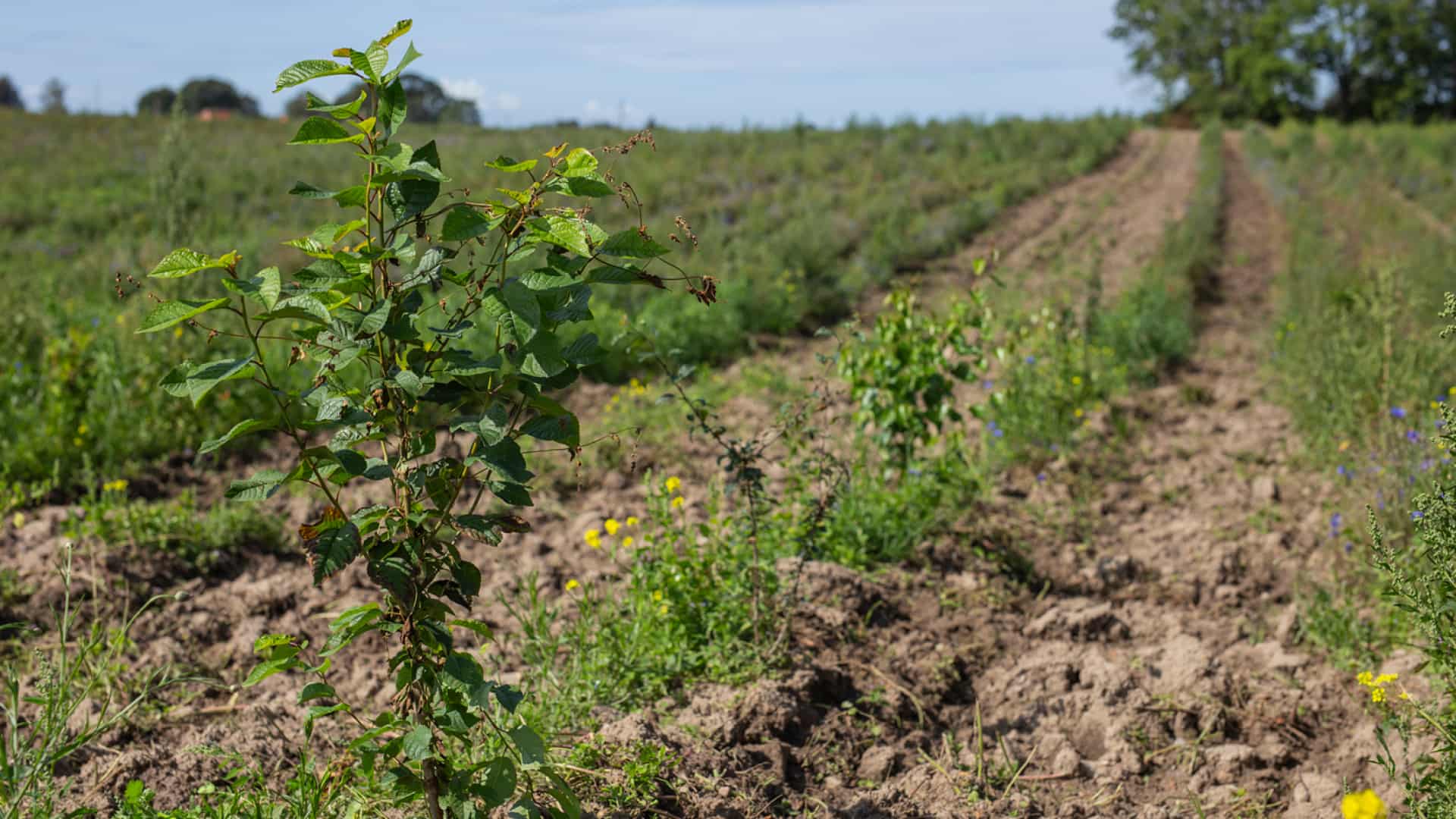 18 nye jyske skove er på vej - de skal gavne klima og miljø | ugeavisen.dk