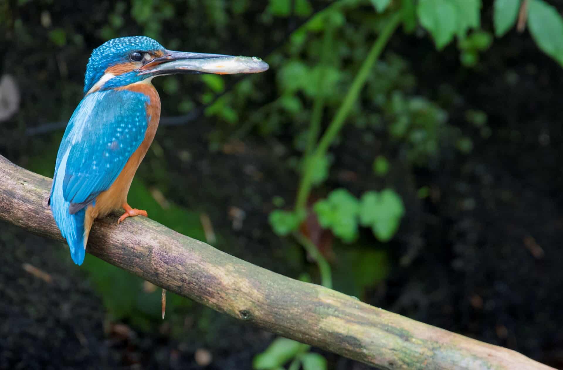 På udkig efter døgnfluer, laks og isfugl | ugeavisen.dk