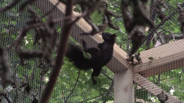 Succes: Sort egern har fodfæste | faa.dk