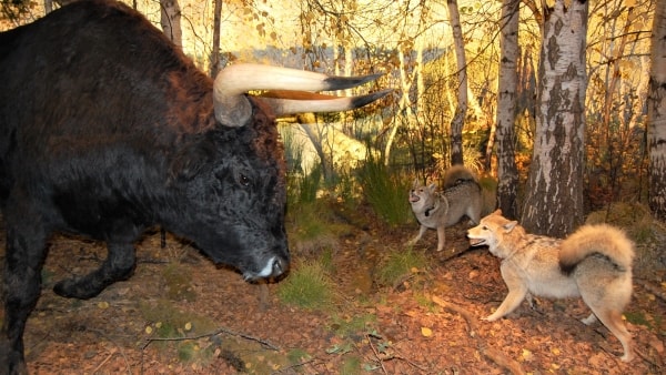 Jægere går på jagt, ikke på museum | frdb.dk