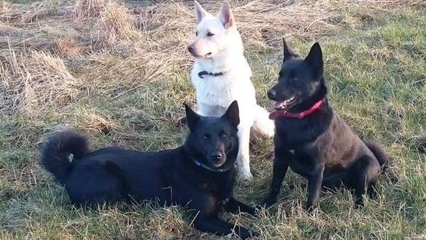 Mød vikingernes hunde: Træf for hunderacen Sort Spids | ugeavisen.dk