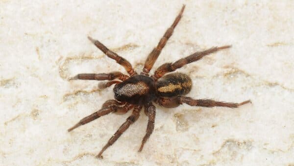 Ny edderkop opdaget i Nationalpark Mols Bjerge | stiften.dk