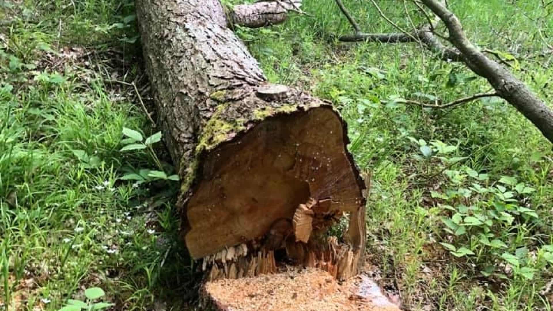 Ulovligt eller tilladt at spærre skovstier? Svar fra Odder Kommune ...