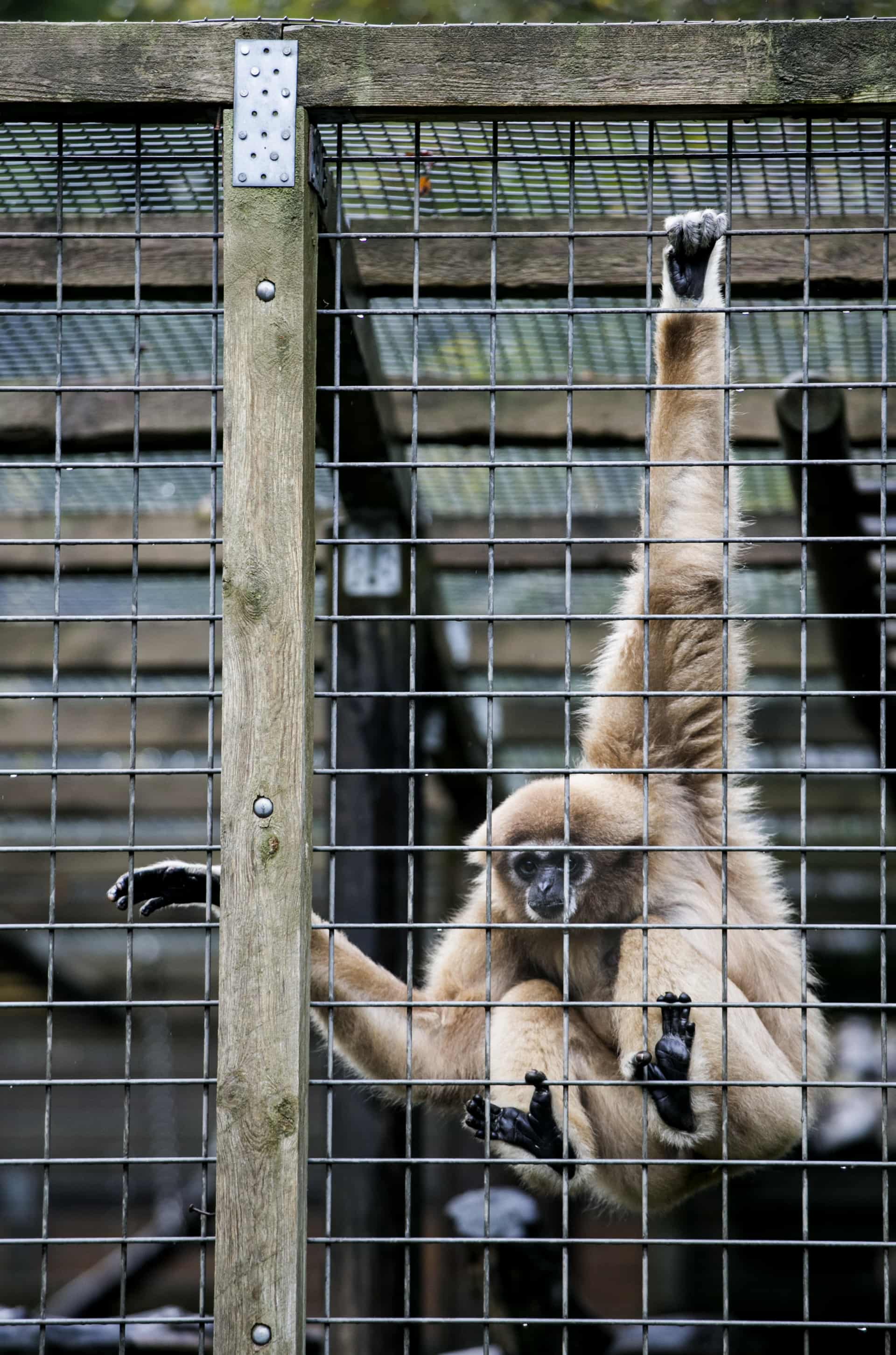 Zoo serverer melorme og viser slanger | ugeavisen.dk