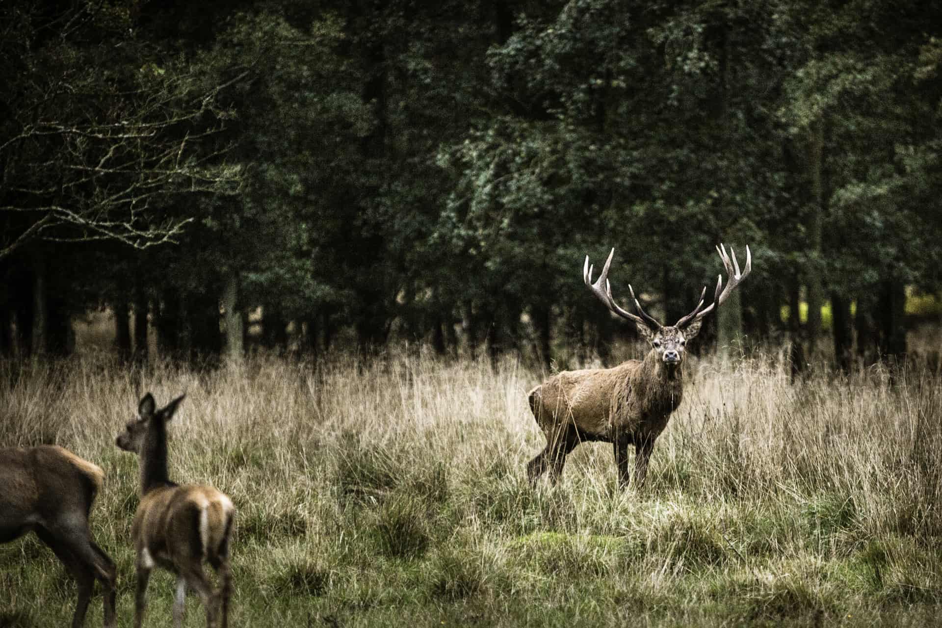 Tre gode råd: Sådan undgår du hjortepåkørsler | faa.dk