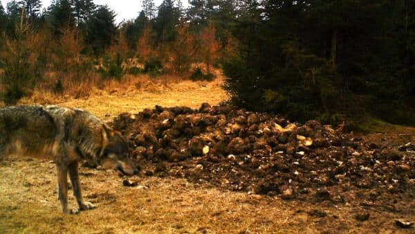 Her vil ulven bo i Danmark | stiften.dk