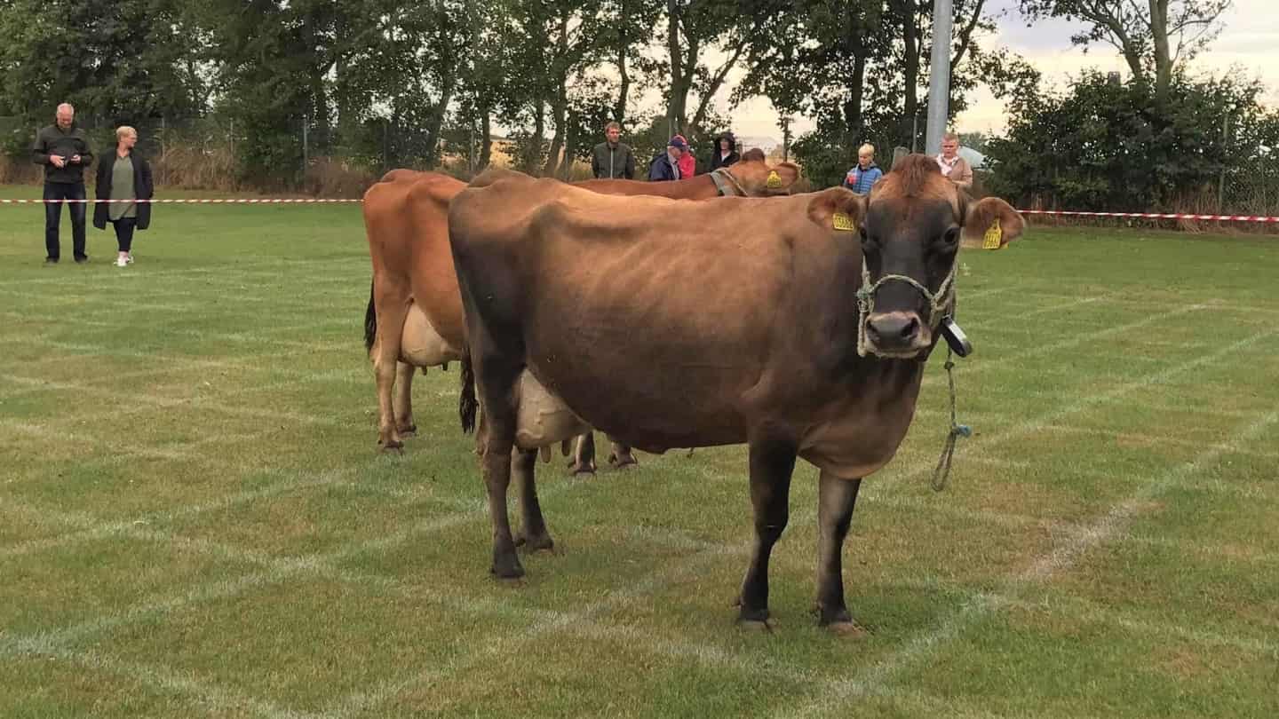 Kokasse-konkurrence og koncert med Keld og Hilda: - Det er måske lidt ...