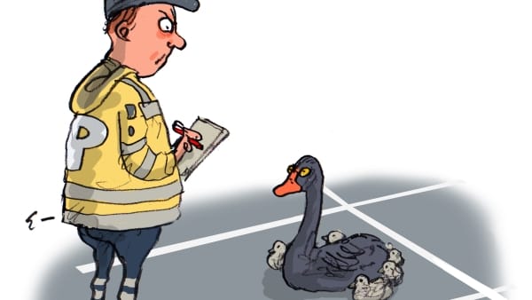 Klumme: Sorte svaner får også unger - og har altid gjort det ...