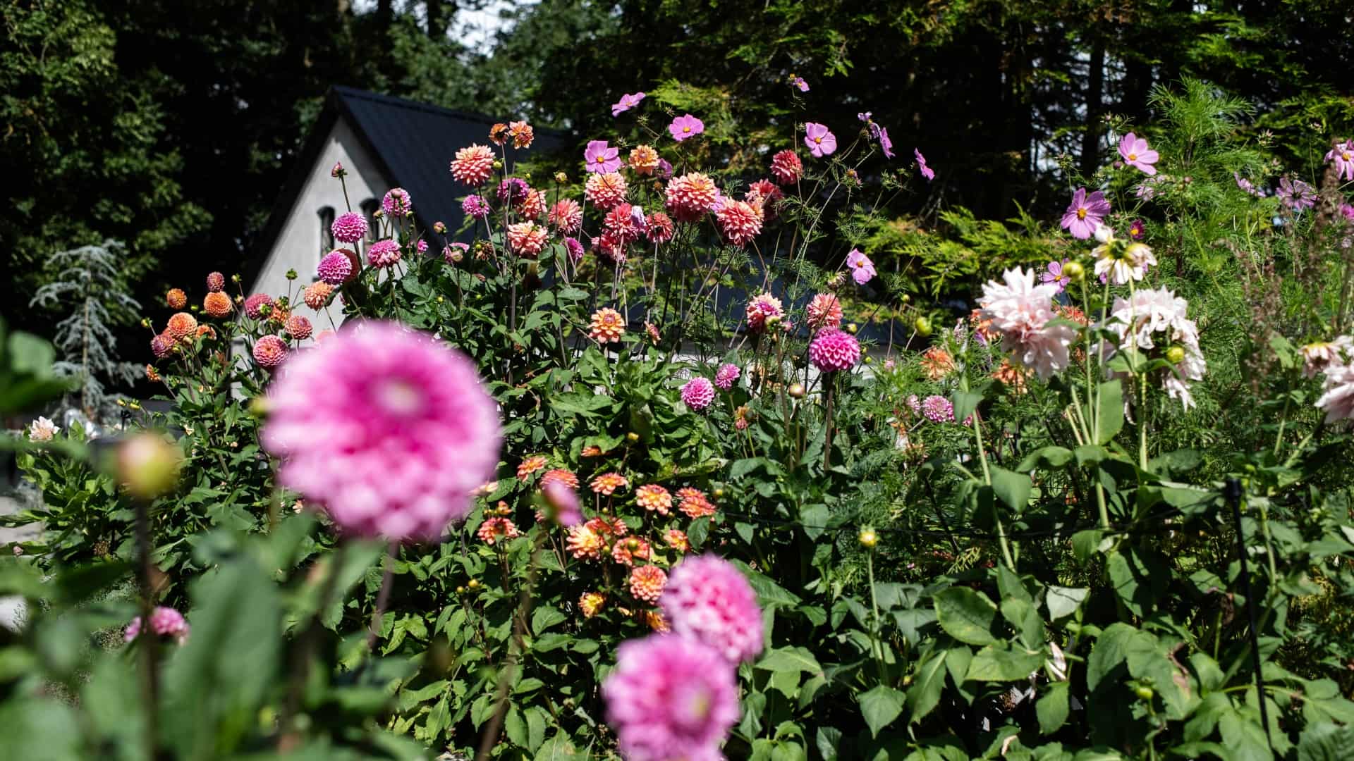 Georginer - Fra knolde til flotte blomster i vasen | ugeavisen.dk