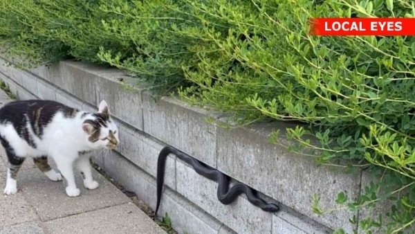 Politiet efterlyser forsvunden slange: Pas på - den kan bide | stiften.dk