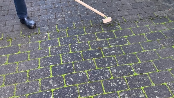 Spørg Kjeld Bjerre: Mos imellem fliserne | stiften.dk