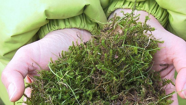 Mos, græs og gødning | fyens.dk