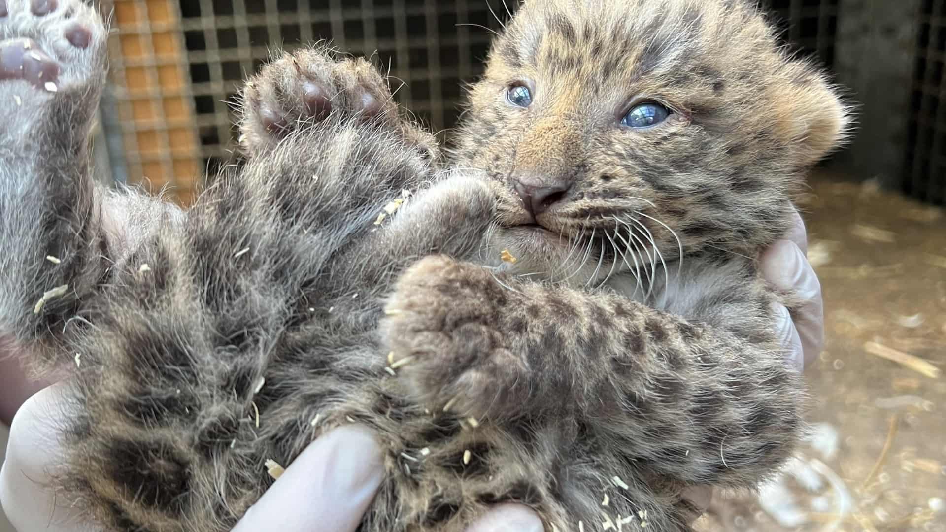 Sjælden leopard har født tre killinger: Gamle Max og generte Jilin fik ...