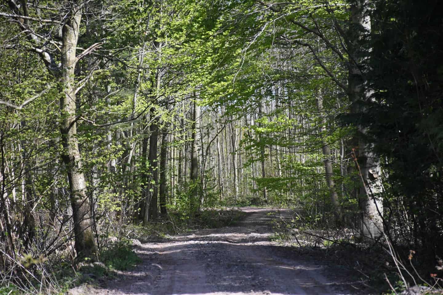 Drømmer du om at overtage en barons skov? Nu kan 76 hektar blive dine ...