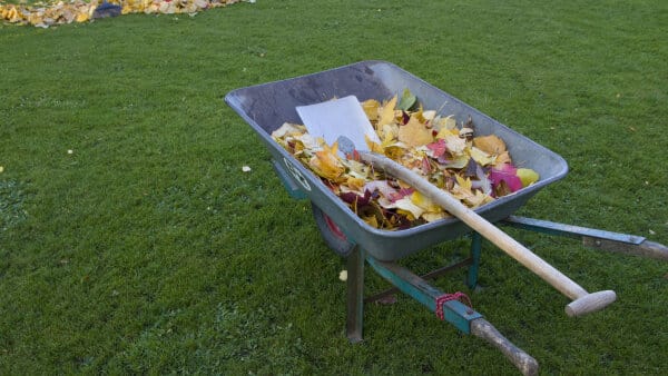 Fjern de visne blade og undgå vandskader | dbrs.dk