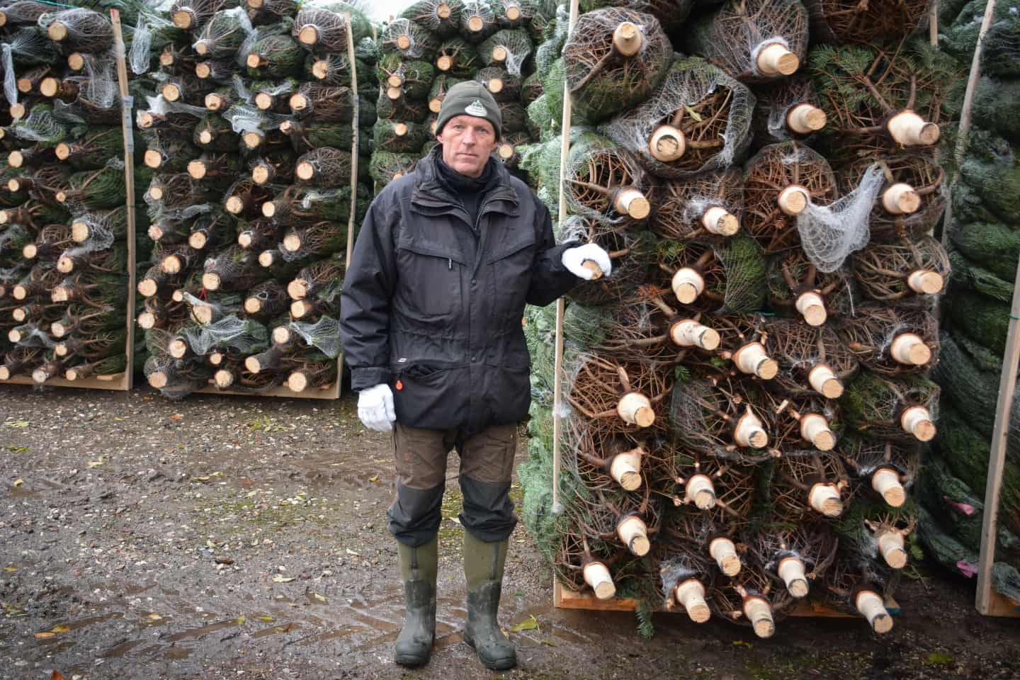 Derfor er Mads Peter glad for, at priserne på juletræer stiger: - Det ...