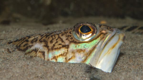 Giftig fisk formerer sig som aldrig før | ugeavisen.dk