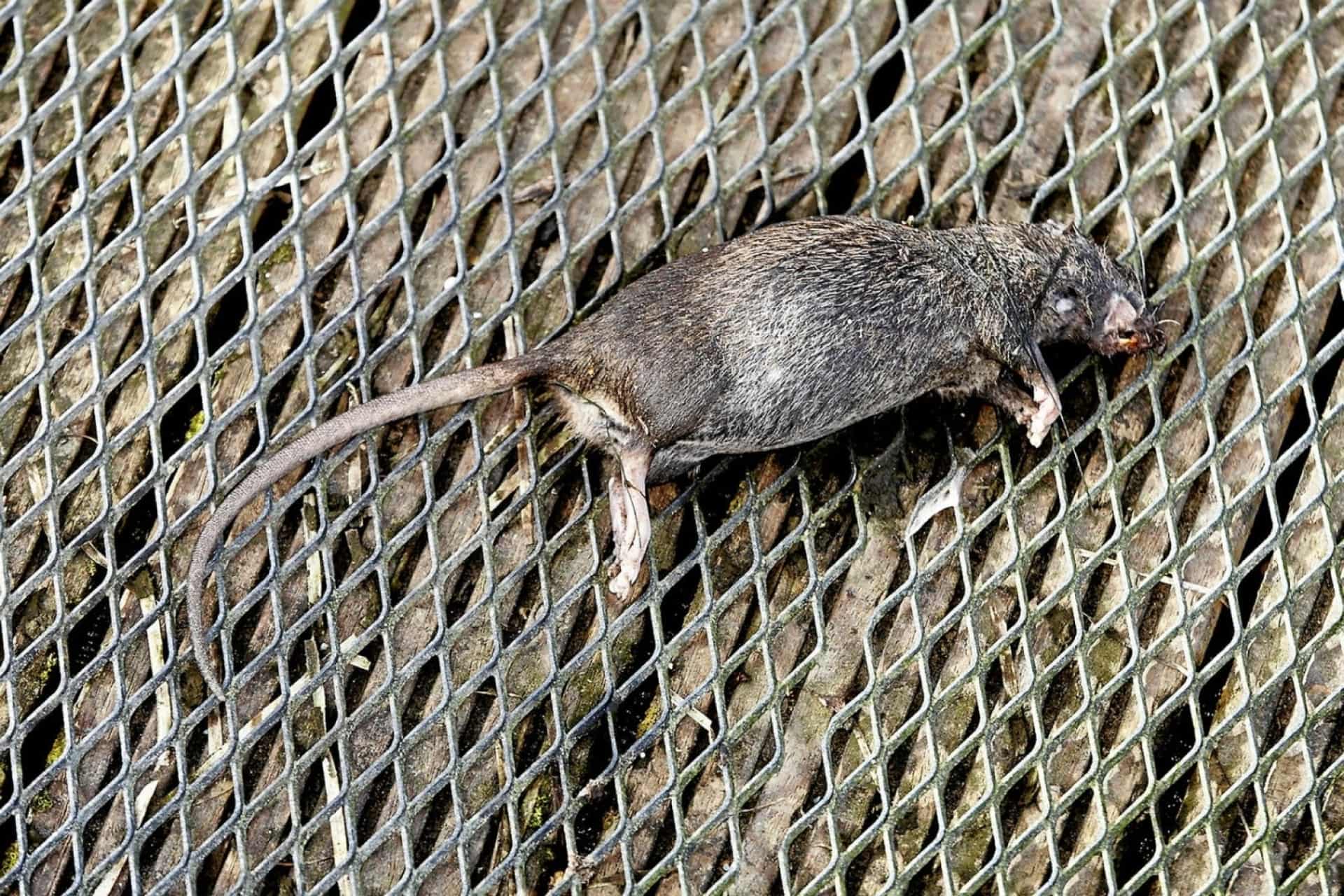 Mange flere anmeldelser af rotter i København - men ikke i Sydhavnen ...
