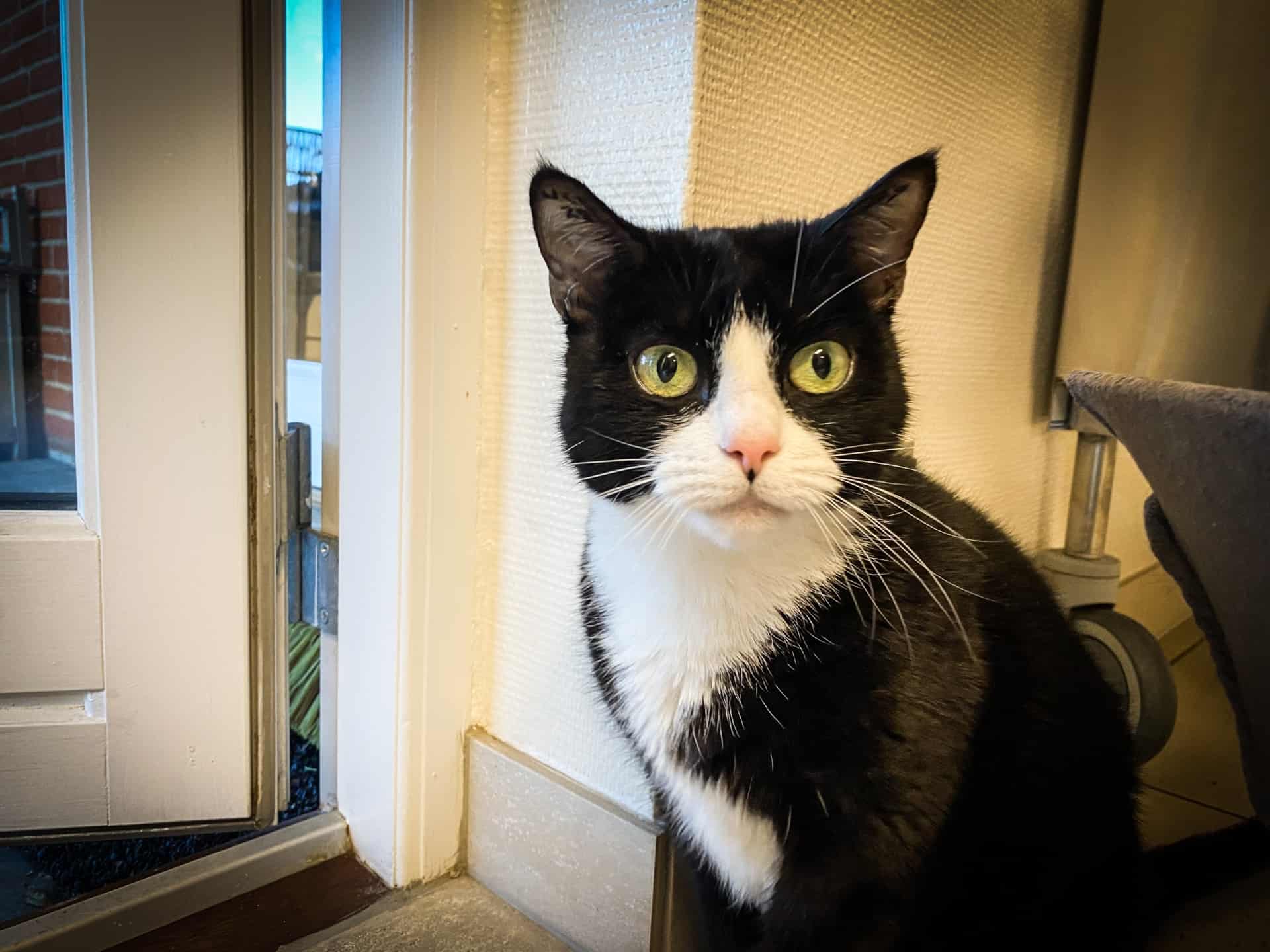 Stakkels Sorte: På Inges Kattehjem venter sorte katte længst på en ny ...