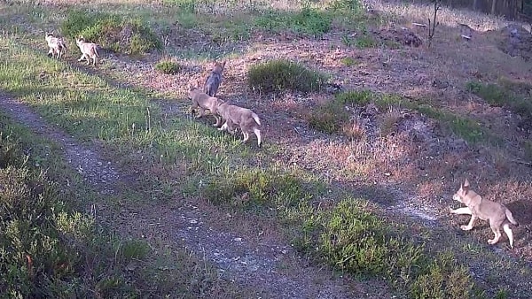 Babyboom i ulveland: Nye kuld vil medføre en markant udvandring af ulve ...