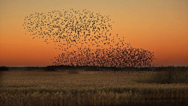 Hør om forsker fortælle om fuglenes trækruter | ugeavisen.dk