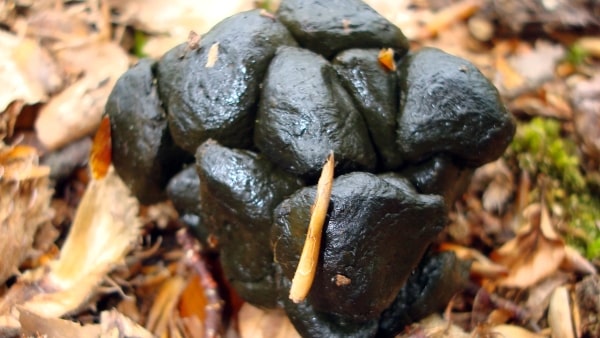 Gæt en lort i Tønder | ugeavisen.dk