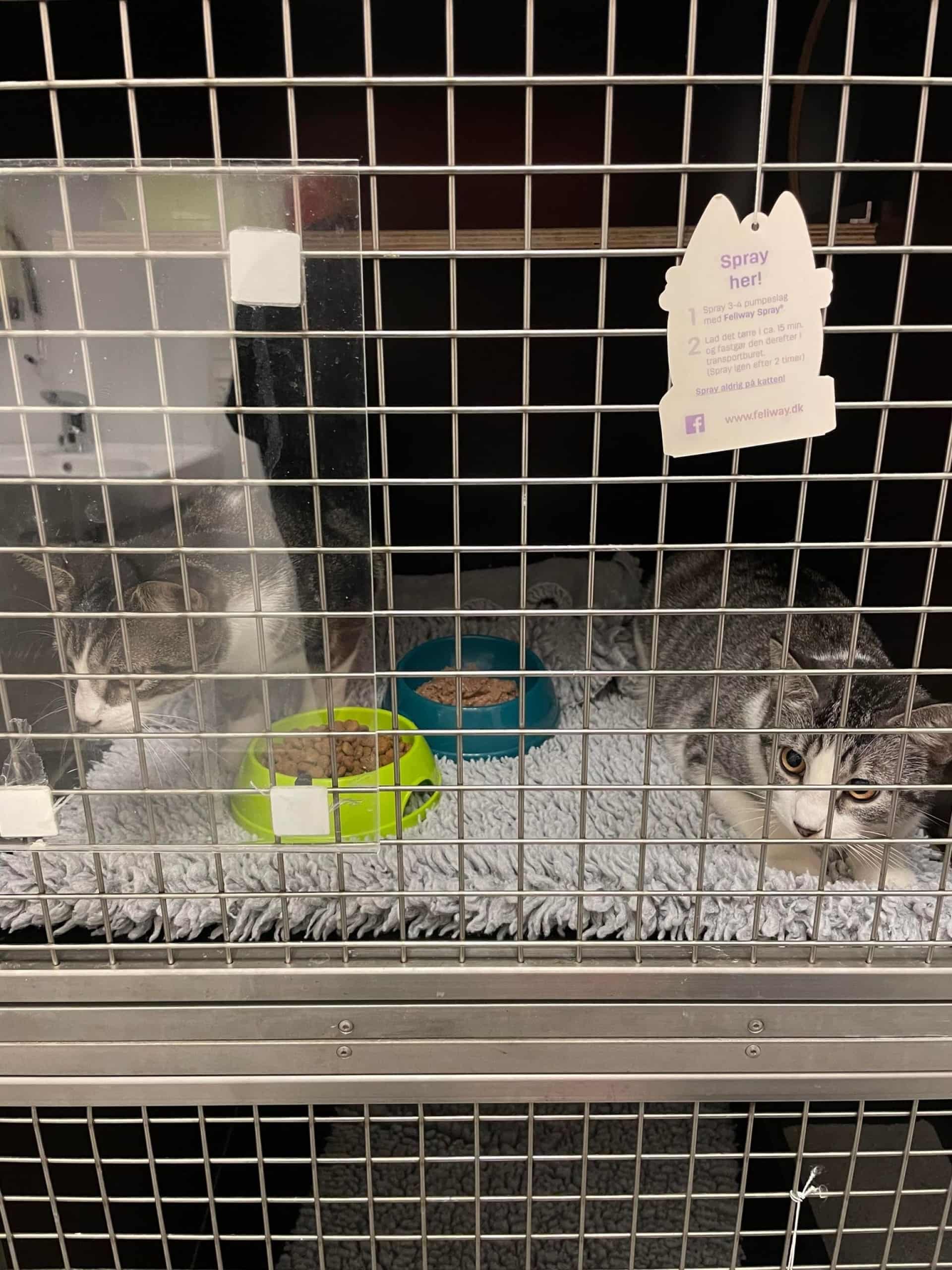 Katte blev efterladt i kulden foran dyrehospital: - Det er simpelthen så uansvarligt ...