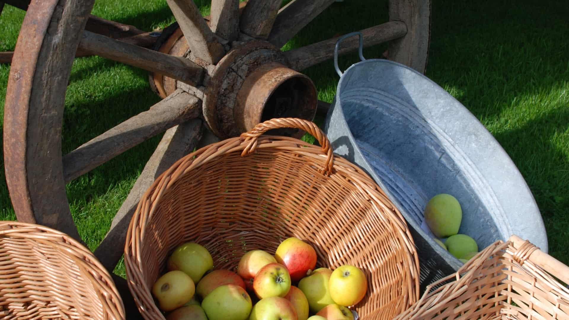 Pres dine æbler til most på Glud Museum | ugeavisen.dk