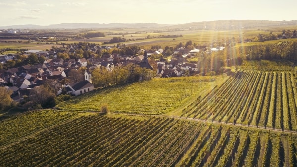 Tysk meisterklasse: Denne mark vil du gerne drikke en vin fra | frdb.dk