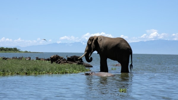 Tre unikke dyreoplevelser i Uganda: Kom tæt på giraffer, løver og elefanter | hsfo.dk