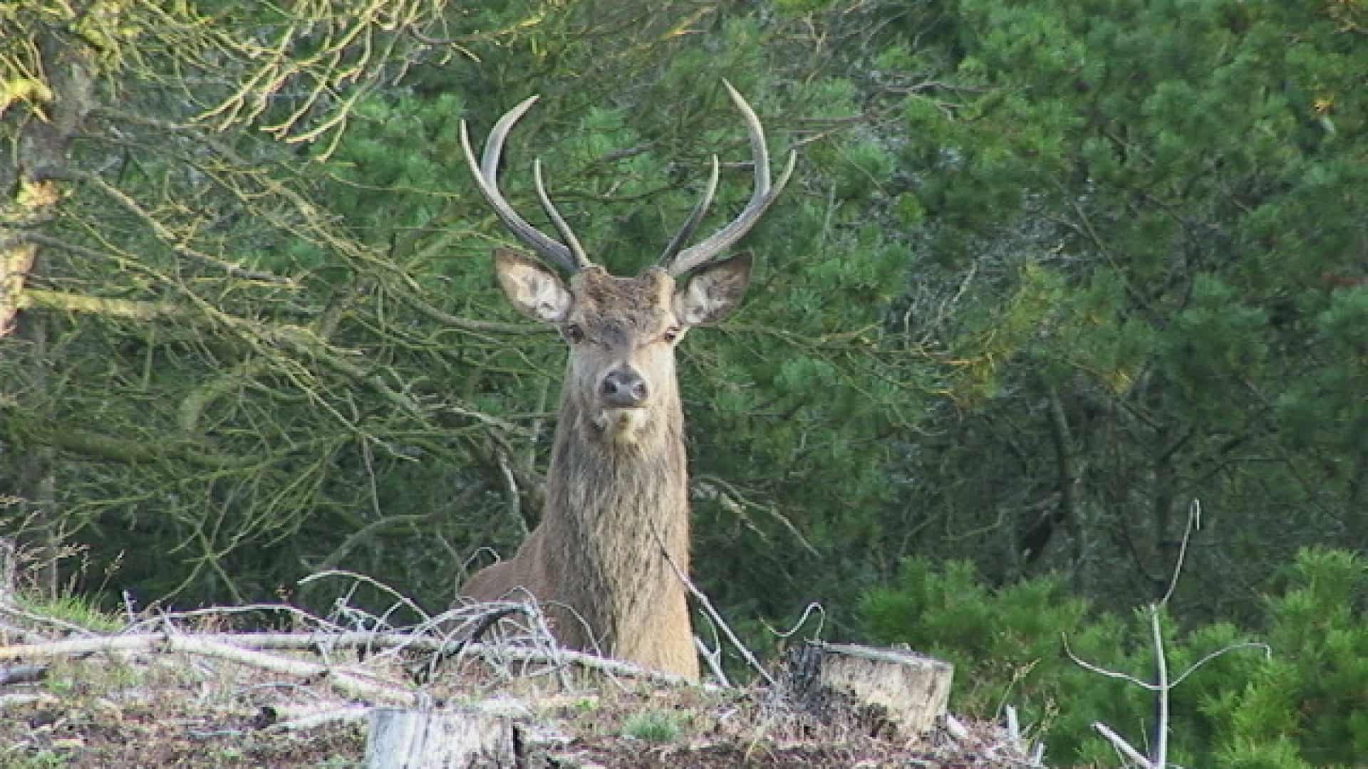 Oplev kronhjorte i brunst i Oksbøl | ugeavisen.dk