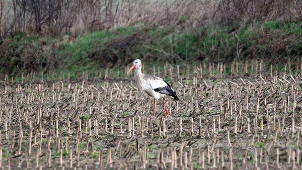 Så landede den første hvide stork | ugeavisen.dk