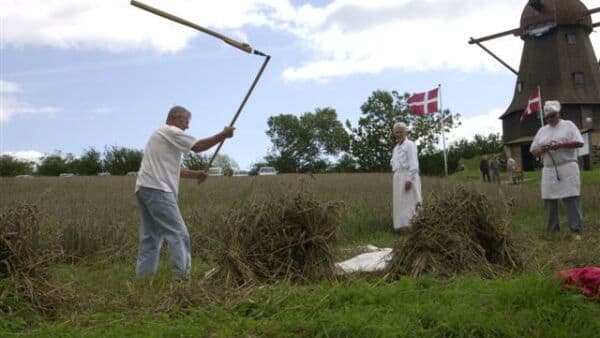 Høst som i gamle dage på Vibæk Møllerne | ugeavisen.dk