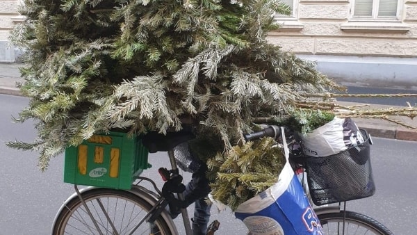 En win-win situation: Nanna samlede juletræer i massevis i midtbyen | stiften.dk