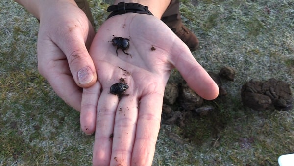 Se videoen af Saras jubel, da hun i en ko-lort finder den bille, hun ...