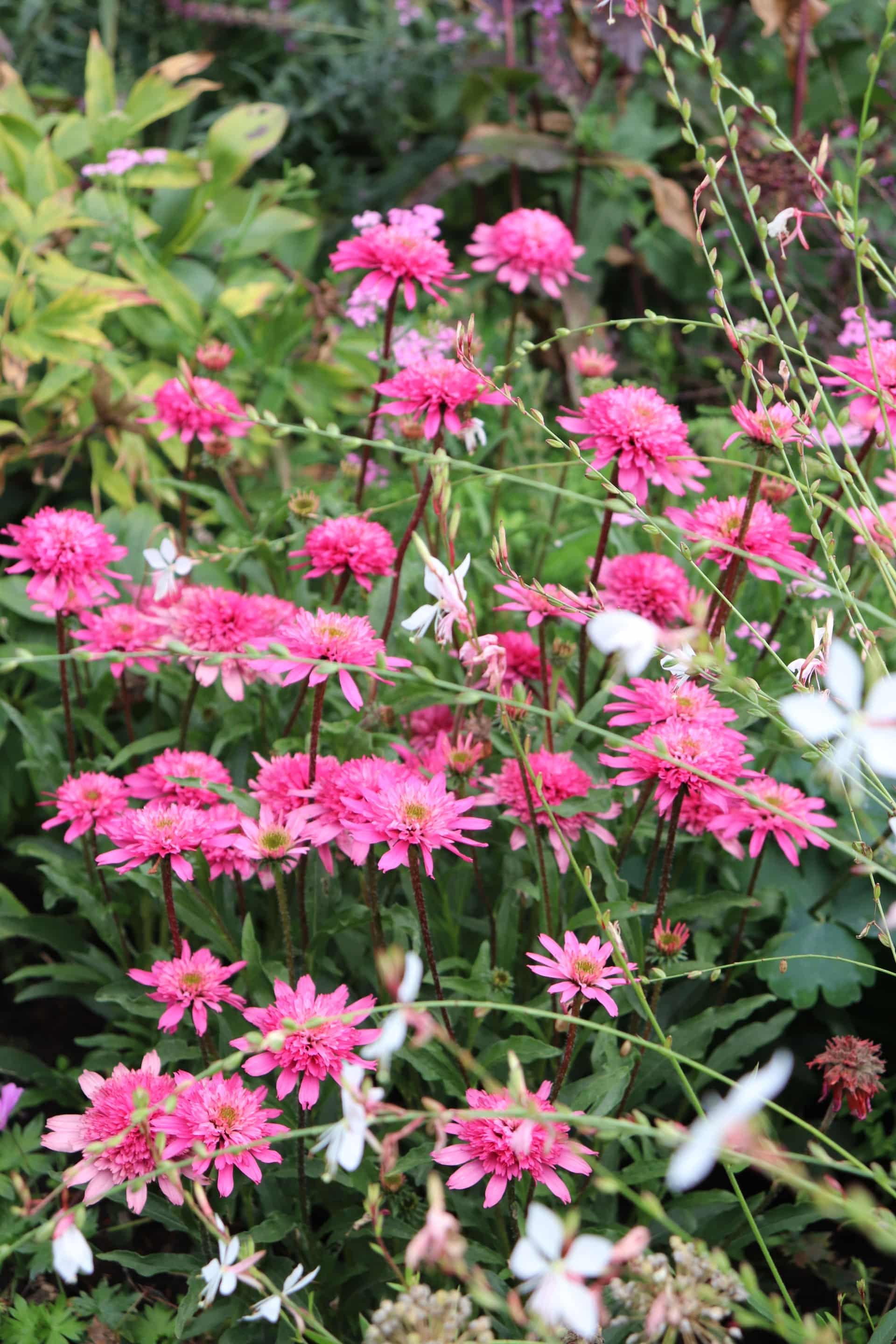 Årets gang i Troensehaven: Den forvirrende blomst solhat | hsfo.dk