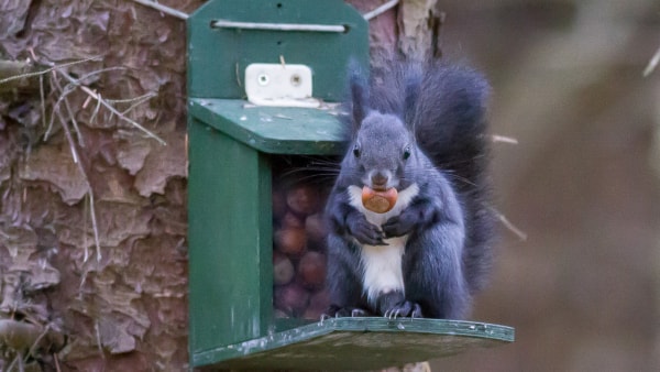 Sorte egern på Langeland: Det går fint - bestanden kan nu klare sig ...