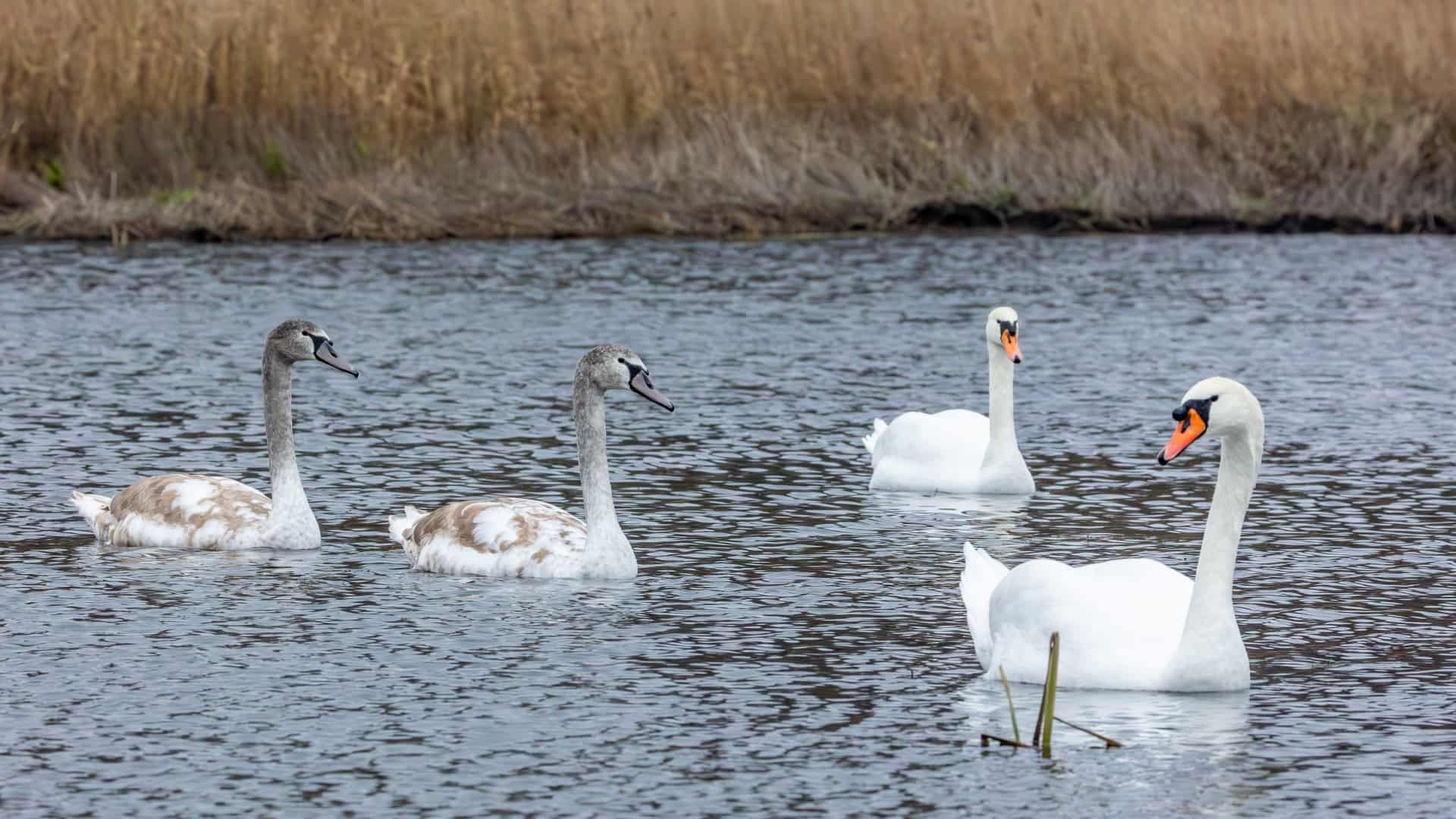 En svane er ikke bare en svane | ugeavisen.dk