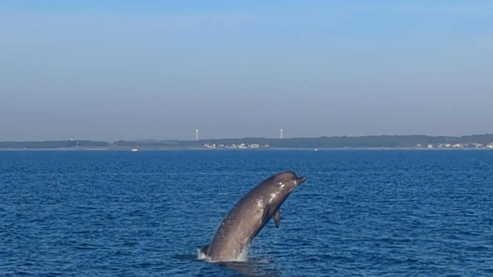 Vild video: Stor og legesyg hval springer rundt ud for Helsingør - 'en ...