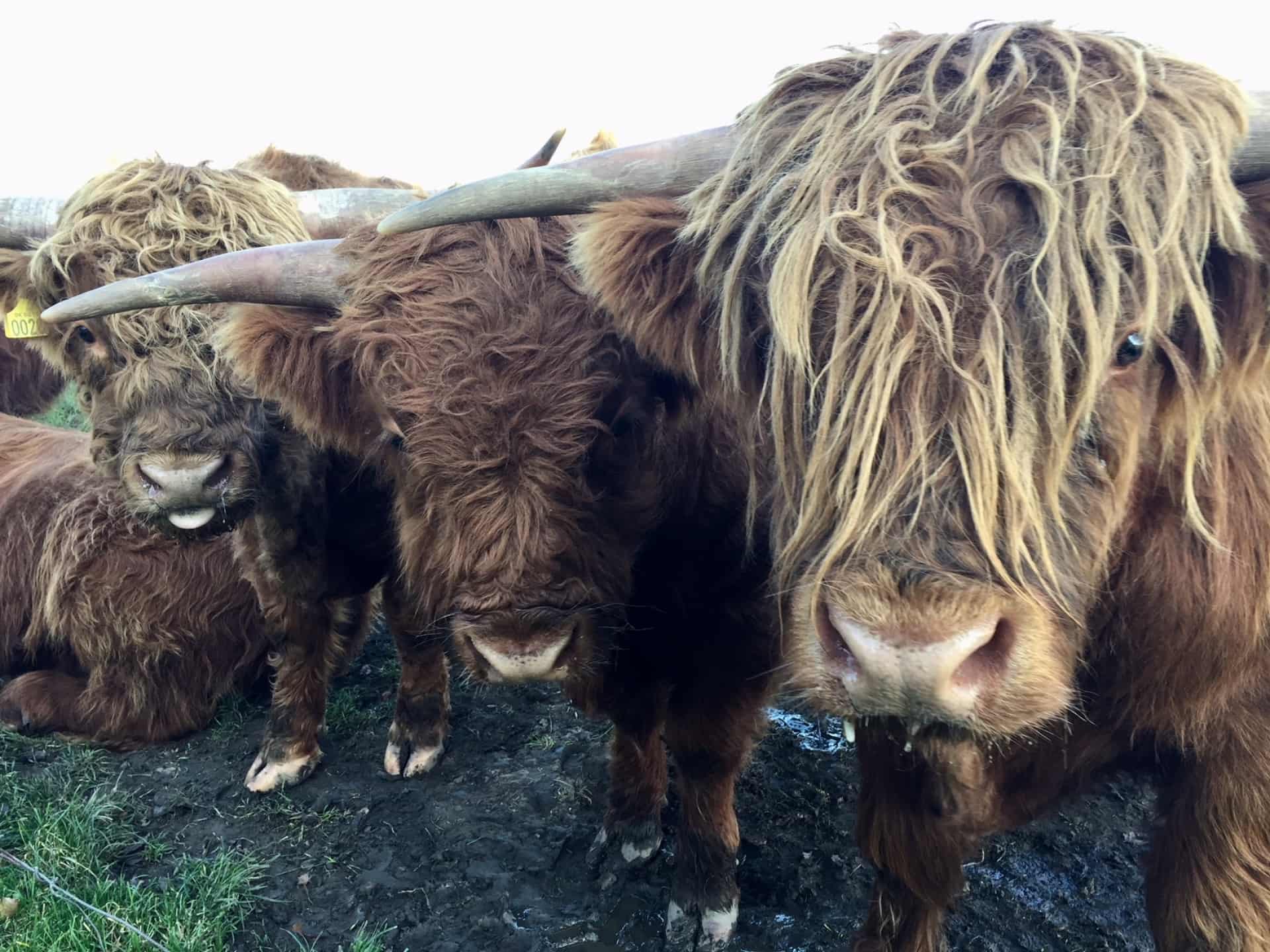 De holder skotsk højland på flade Hjarnø | ugeavisen.dk