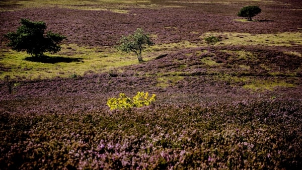 På vandretur i Danmarks største indlandsklit: Randbøl Hede er lyng, så ...