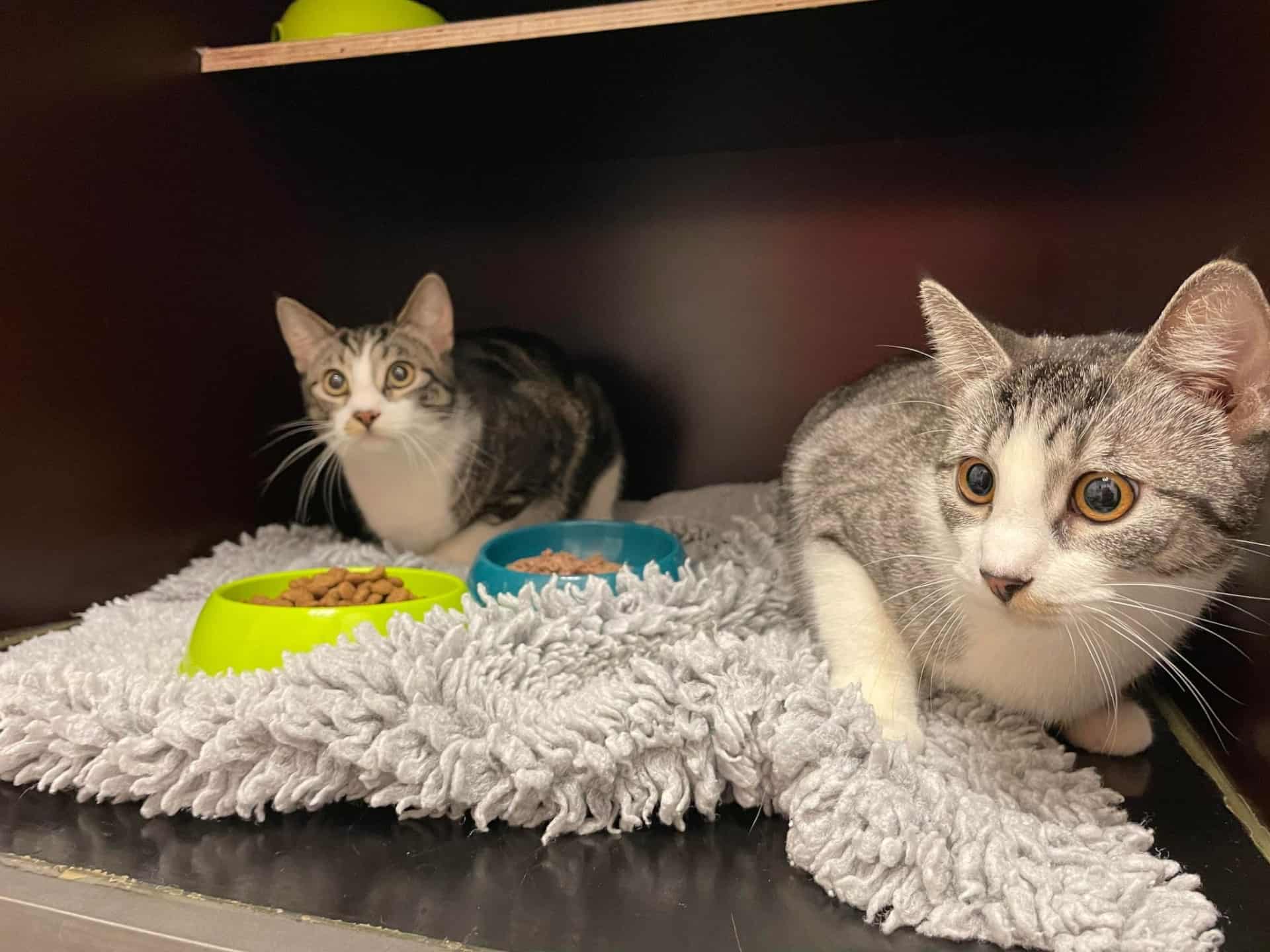 Katte blev efterladt i kulden foran dyrehospital: - Det er simpelthen så uansvarligt ...