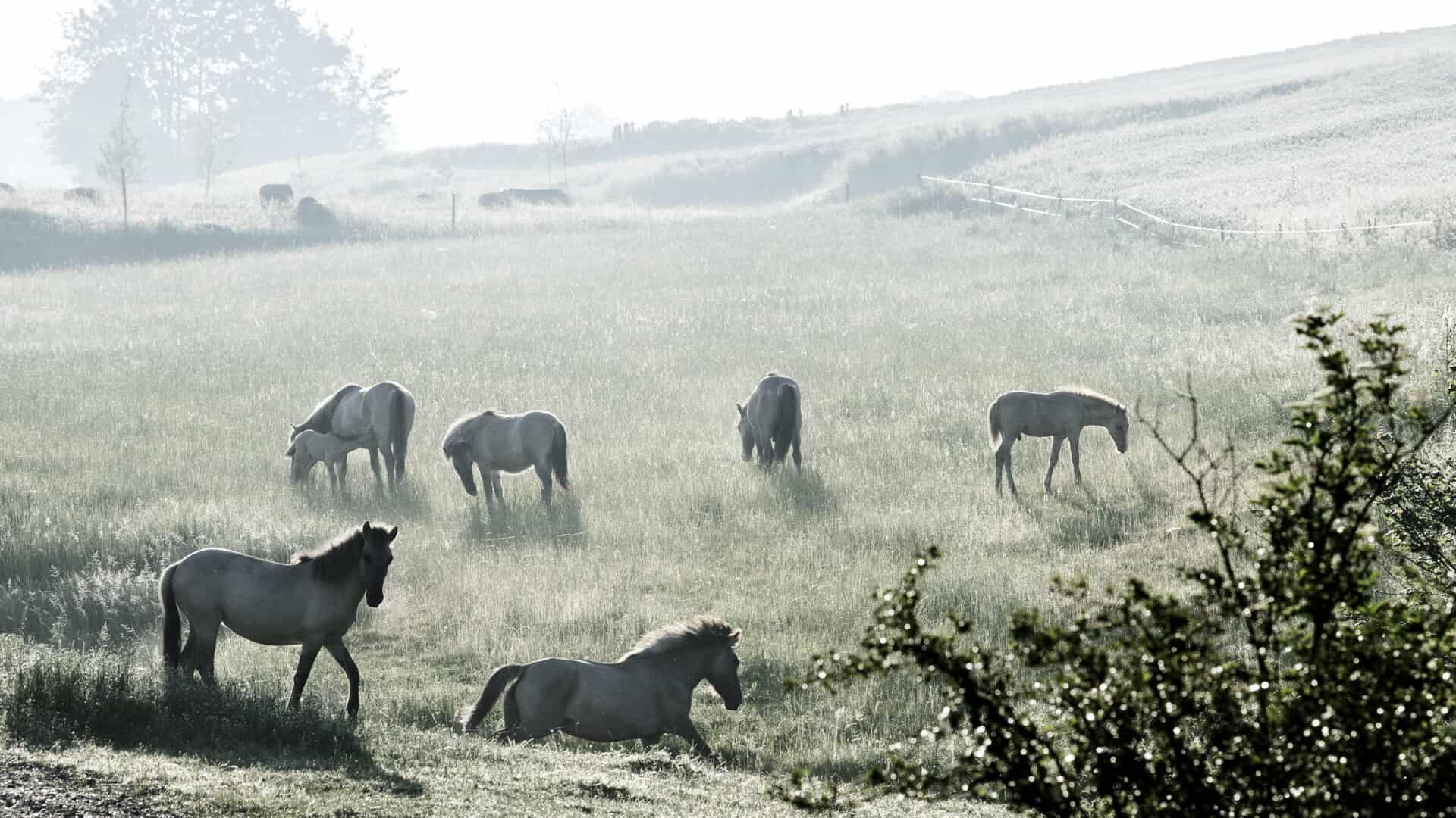 På safari efter store dyr i Vejle: Oplev Danmarks nye "The Big Five ...